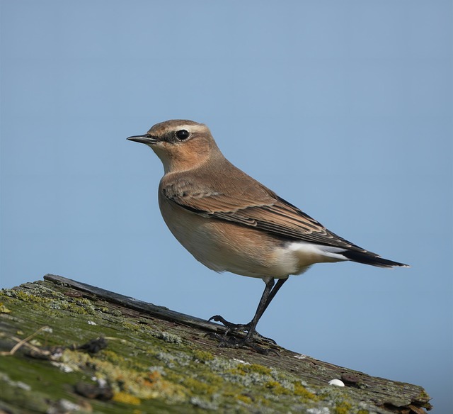 Bird Northern Wheatear - Free photo on Pixabay - Pixabay