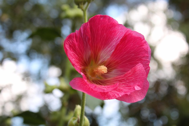 Houx Fleur Plantes - Photo gratuite sur Pixabay - Pixabay