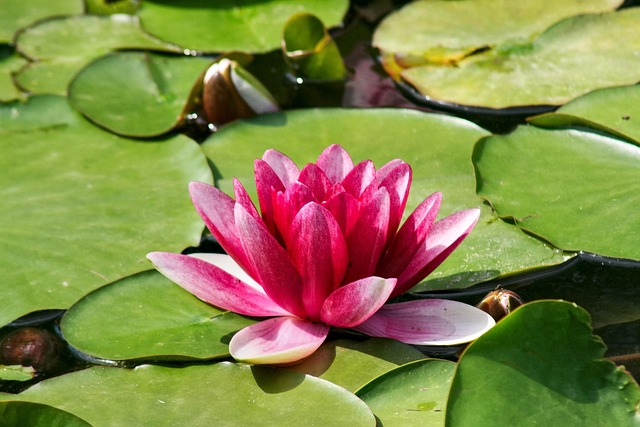 Nymphaea Tetragona Lirio De Agua - Foto gratis en Pixabay