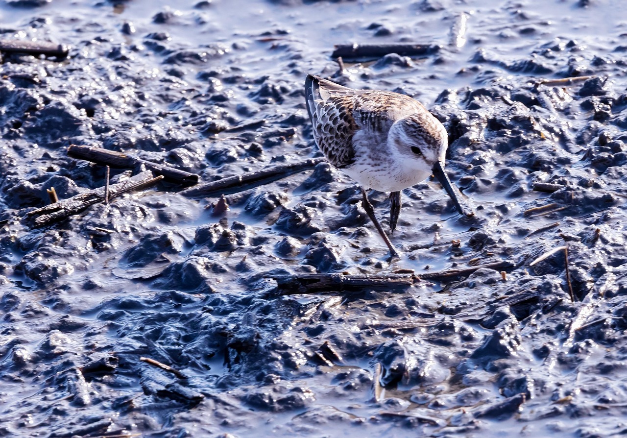 Mud Bird Animal - Free photo on Pixabay - Pixabay