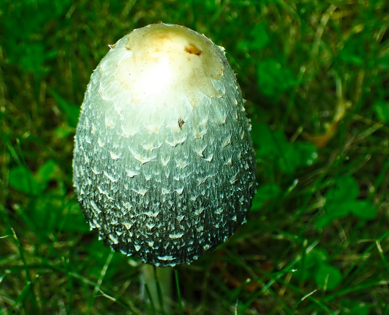 Mushroom Fungus Mycology - Free photo on Pixabay - Pixabay