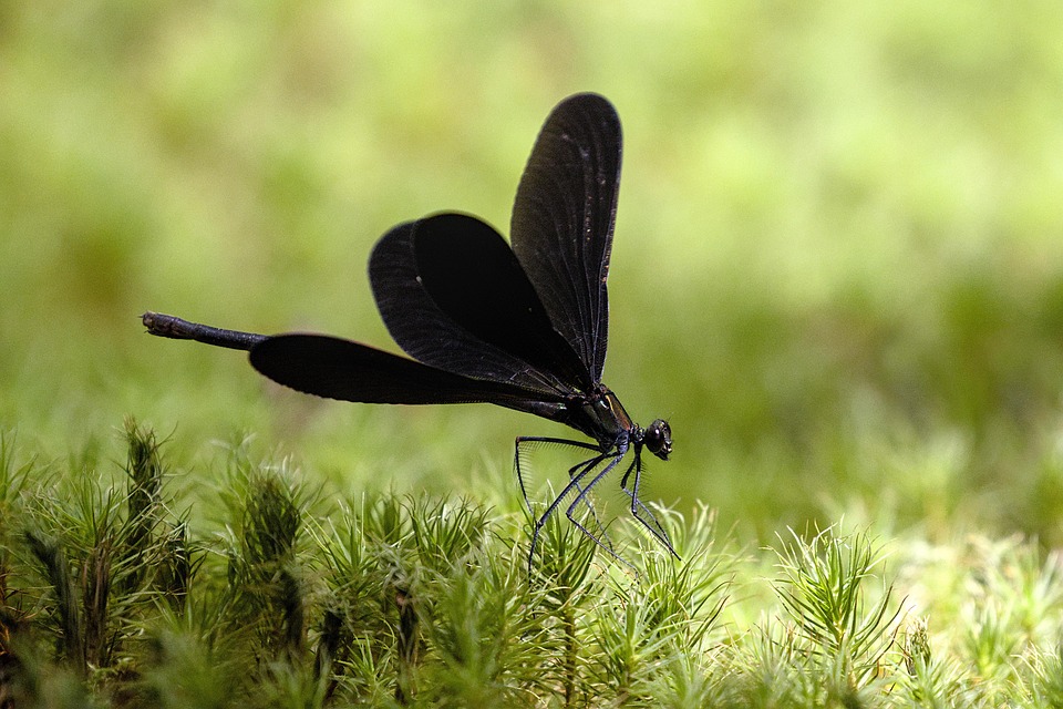 Dragon-Fly Insect Atrocalopteryx - Free photo on Pixabay