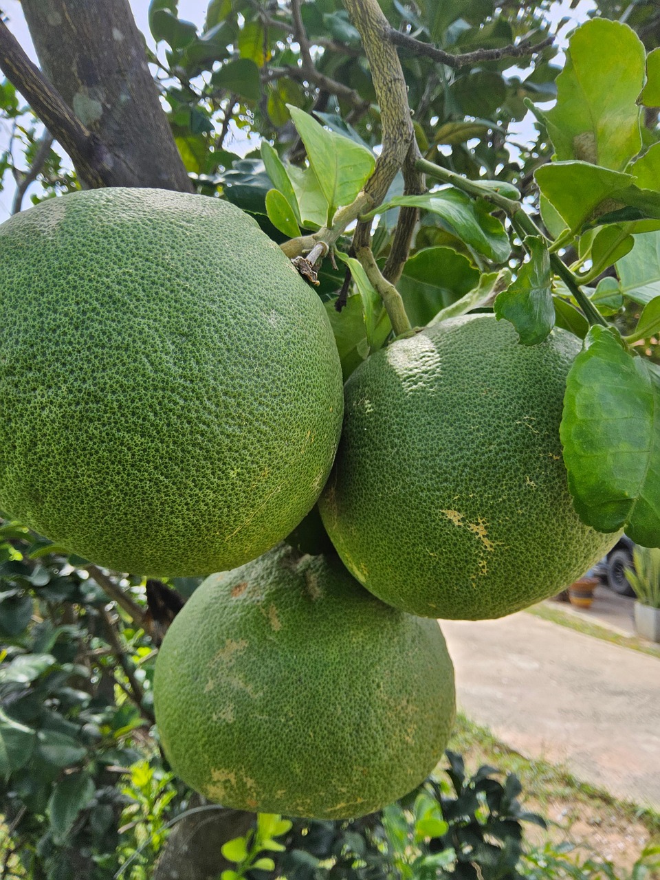 Pomelo Samoan Fructe Fruct - Fotografie gratuită pe Pixabay - Pixabay