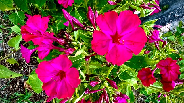 Bunga Ajaib Alam - Foto gratis di Pixabay - Pixabay