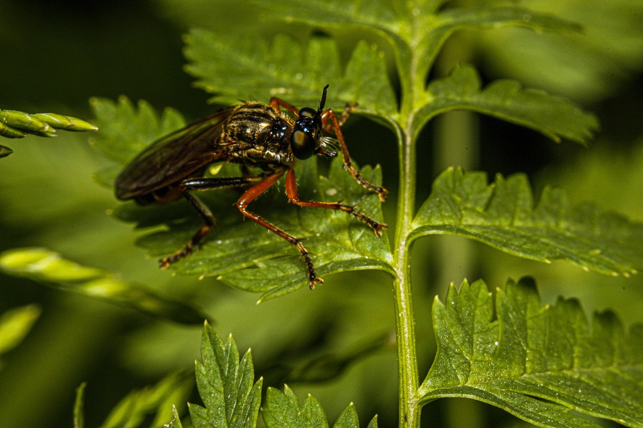 Tiger Beetle Macro - Free photo on Pixabay - Pixabay