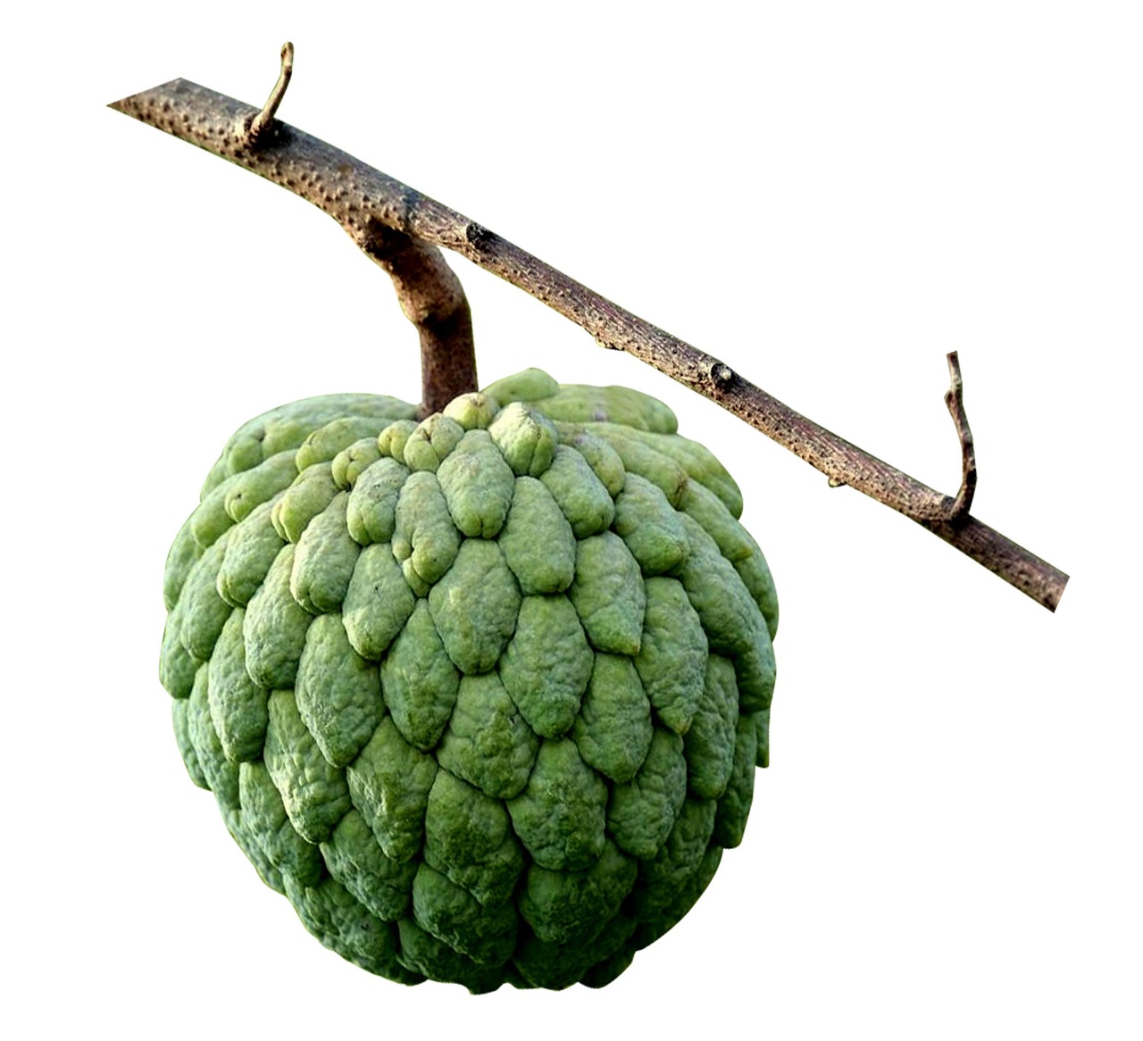 Annona Squamosa Annonaceae Custard - Free photo on Pixabay - Pixabay