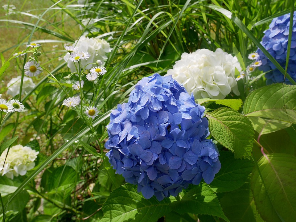 Hydrangea 수국 Alam - Foto gratis di Pixabay - Pixabay