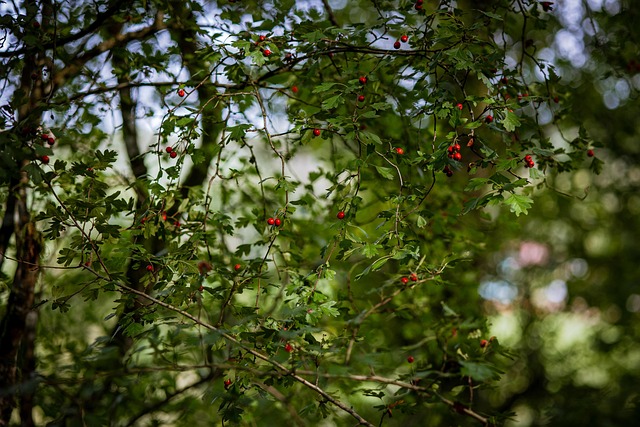 Beeren Strauch Busch - Kostenloses Foto auf Pixabay - Pixabay