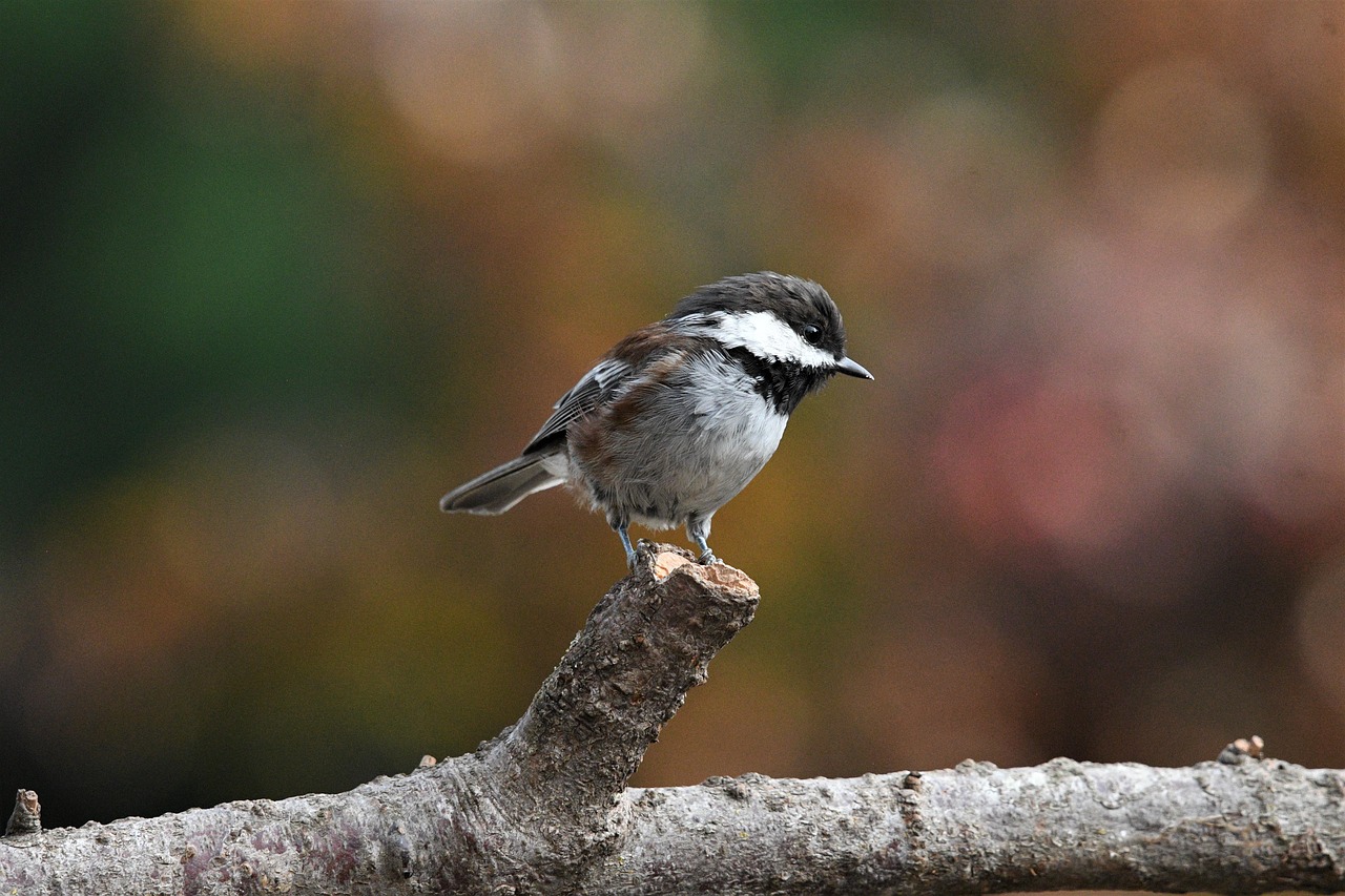 Chestnut-Backed Chickadee Chikadee - Free photo on Pixabay - Pixabay