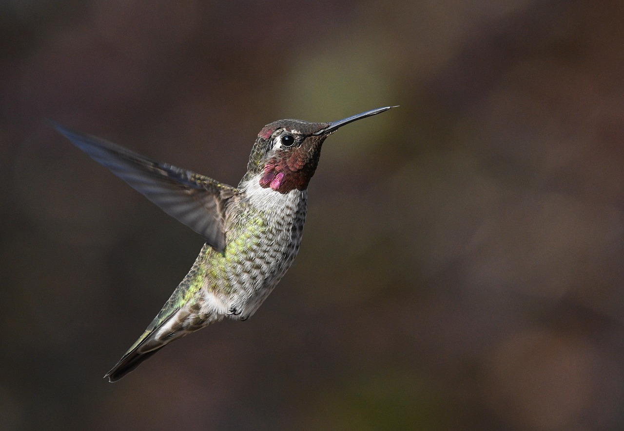 2,000+ Free Hummingbird & Nature Images - Pixabay