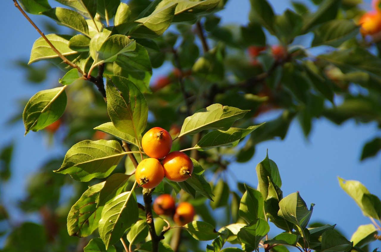 Manzanas Cosechado Atardecer - Foto gratis en Pixabay - Pixabay
