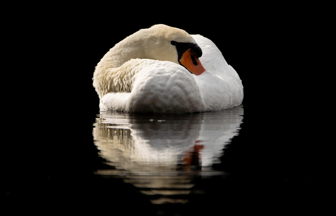 Bird Swan Lake - Free photo on Pixabay