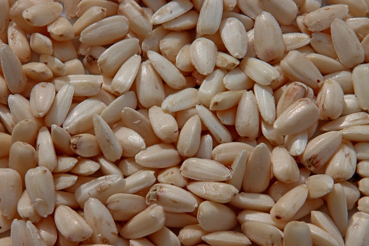 Sunflower Seeds Kernels Follow-Up - Free photo on Pixabay - Pixabay