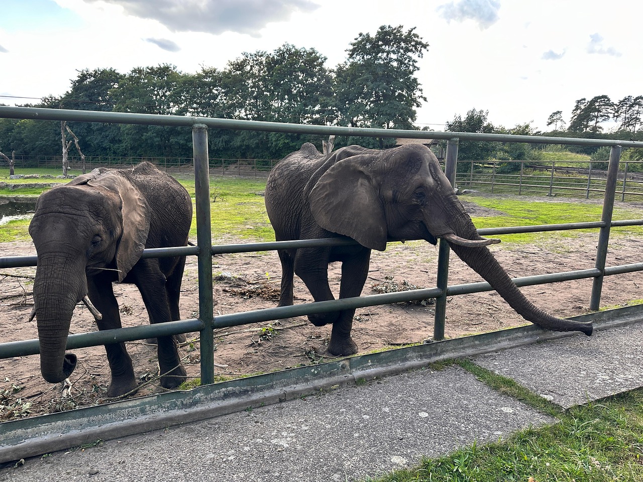 Elephant Trunk Animal Enclosures - Free photo on Pixabay - Pixabay