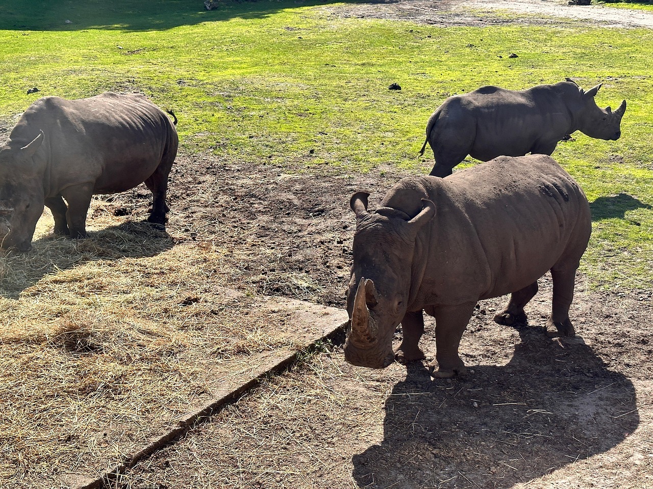 Rhino Zoo Serengeti - Free photo on Pixabay - Pixabay