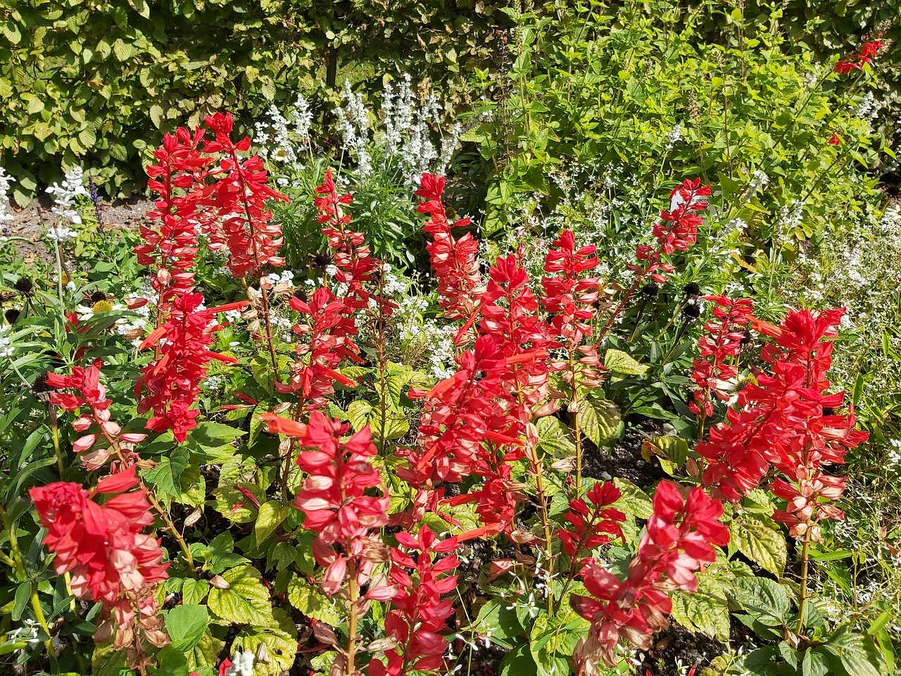 Mainau Sziget Virág Piros Ai - Ingyenes fotó a Pixabay-en - Pixabay