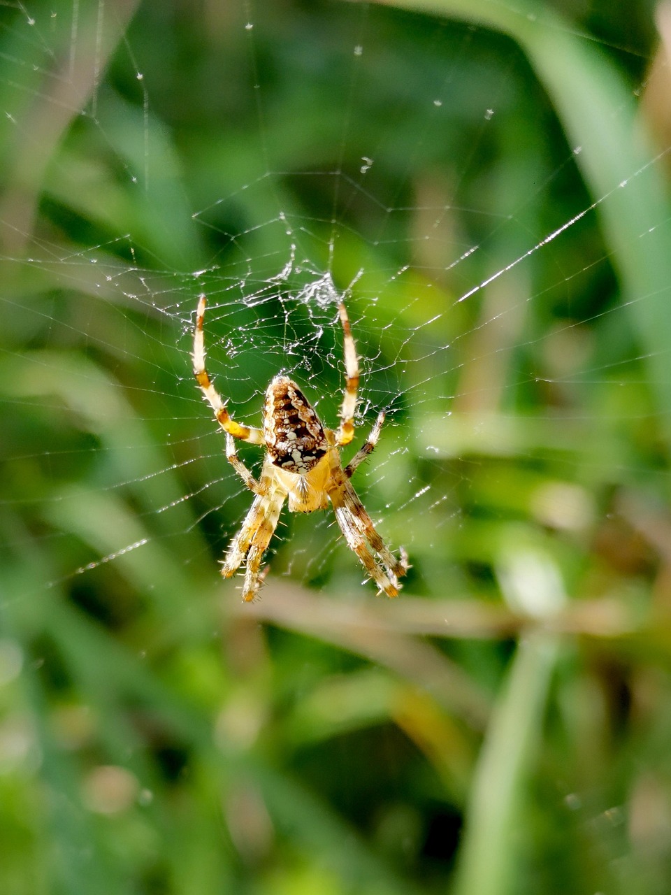 European Garden Spider Araneus - Free photo on Pixabay - Pixabay