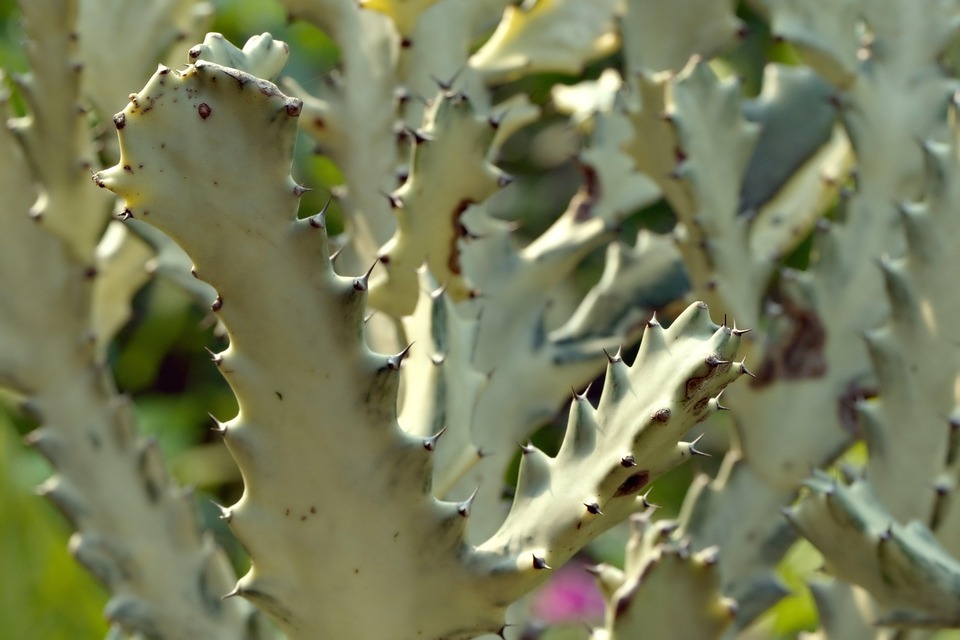 Euphorbia Lactea Candelabra Cactus - Free photo on Pixabay