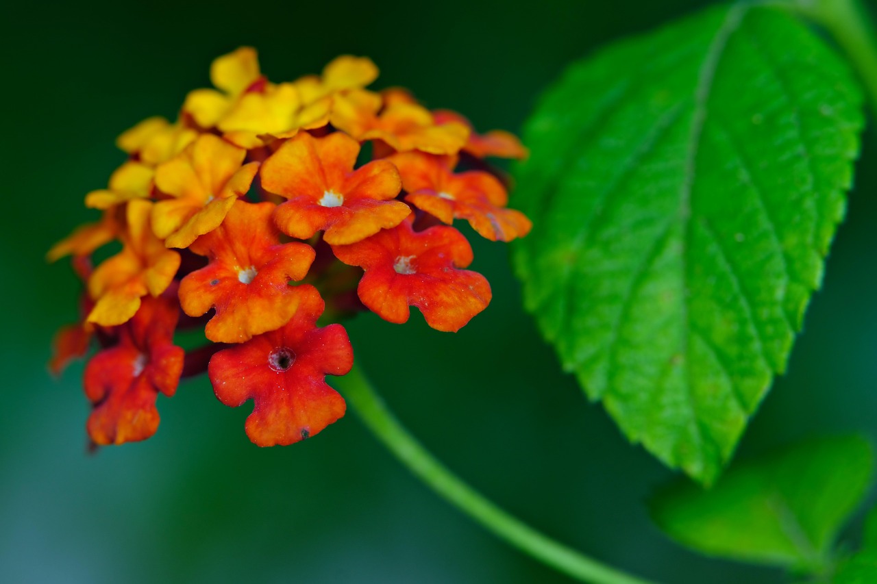 Lantana Flowers Petals - Free photo on Pixabay