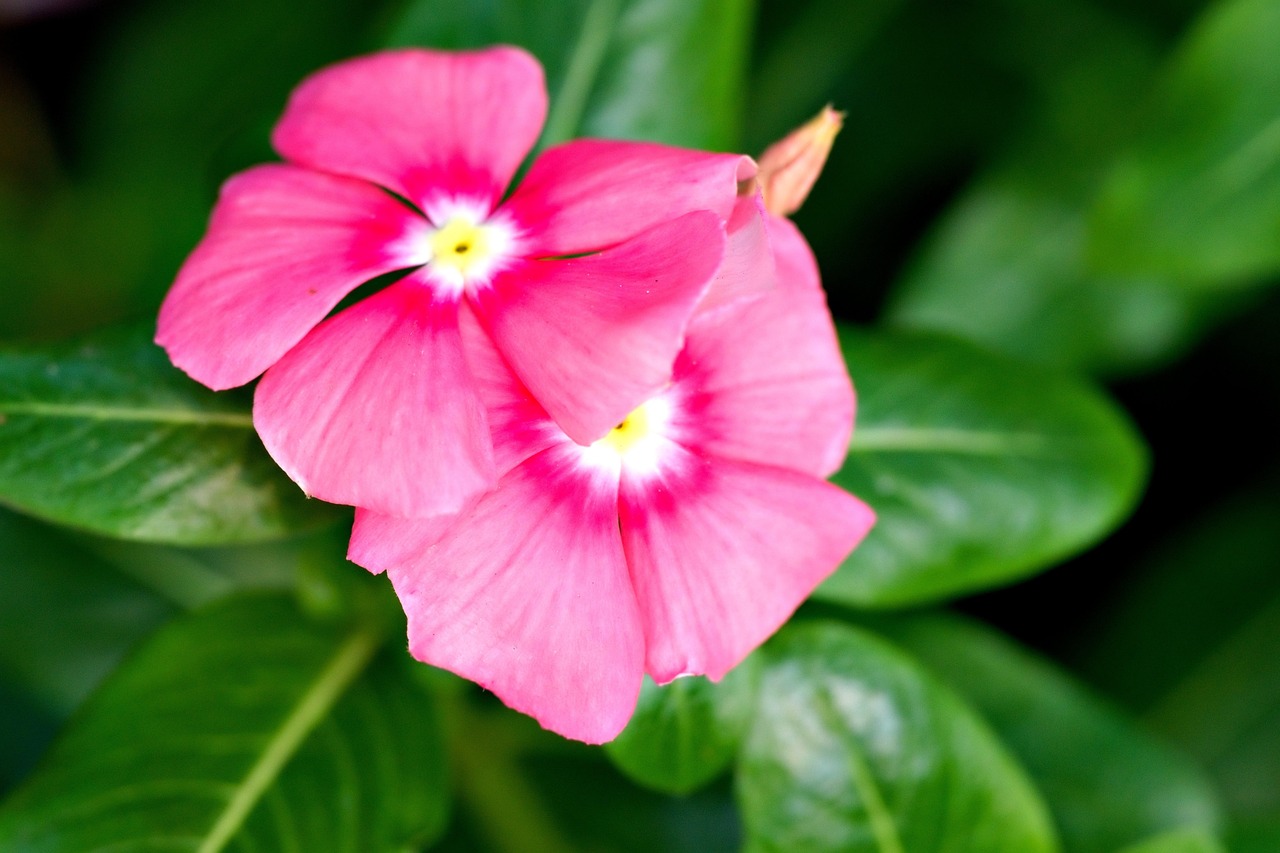 Flor De Pervinca Rosa Flor De Pervinca Rosa Florescendo No Jardim