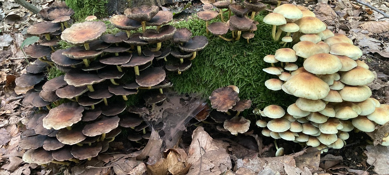 Mushrooms Fall Nature - Free photo on Pixabay - Pixabay