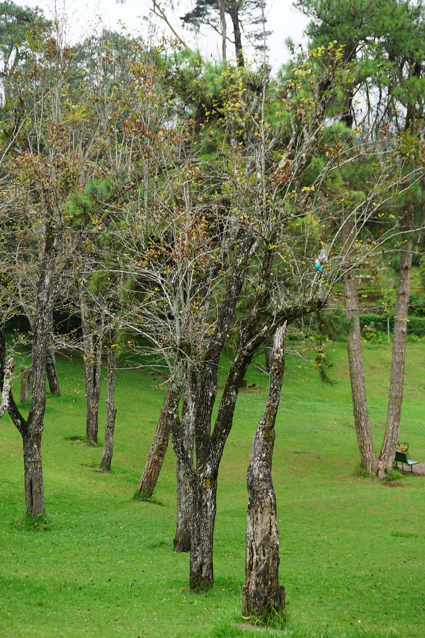Tree Trees Without Leaves Mountain - Free photo on Pixabay - Pixabay
