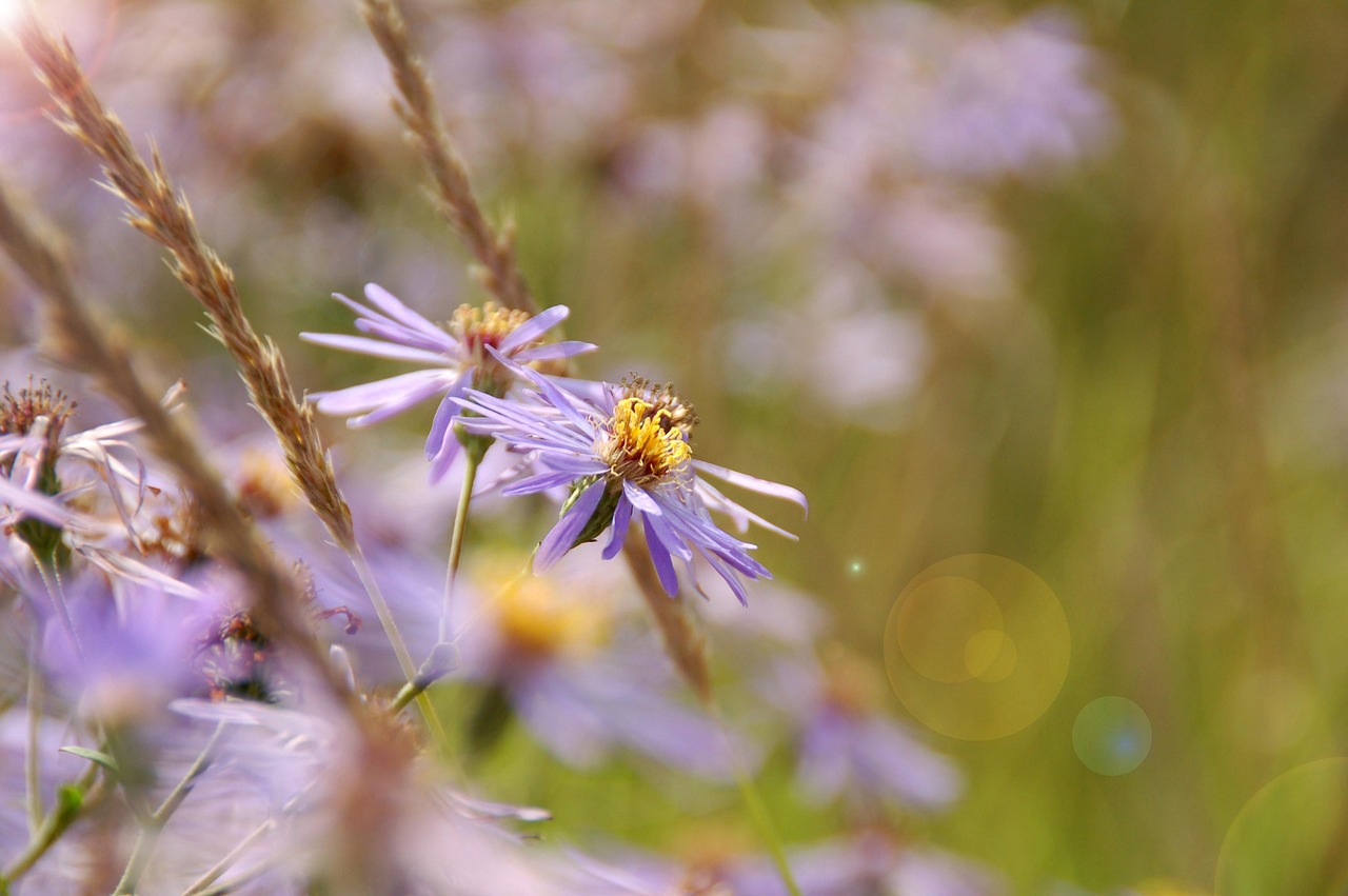 Aster Plante Vivace - Photo gratuite sur Pixabay - Pixabay