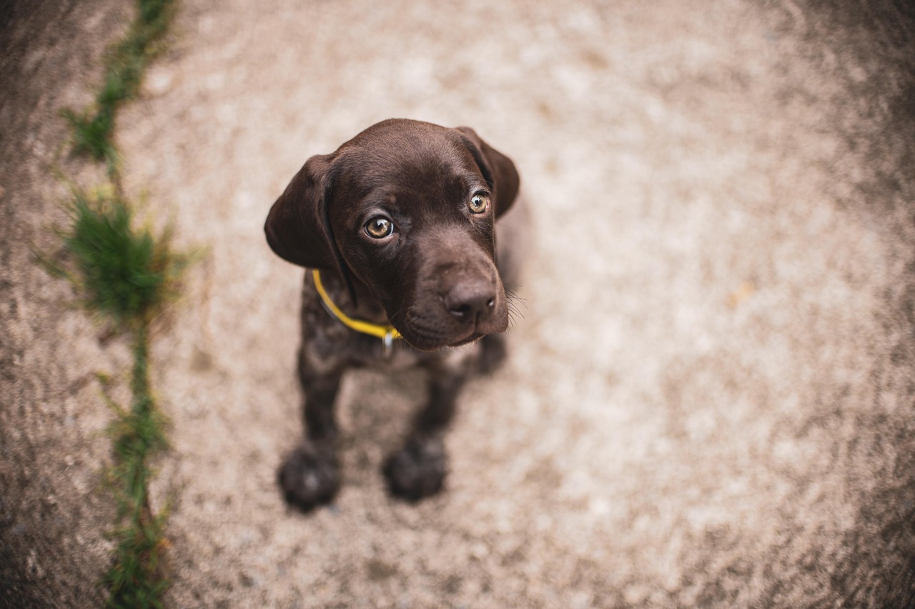 Free Dog Photos & Pictures: 40,000+ Cute Dog Images in HD - Pixabay