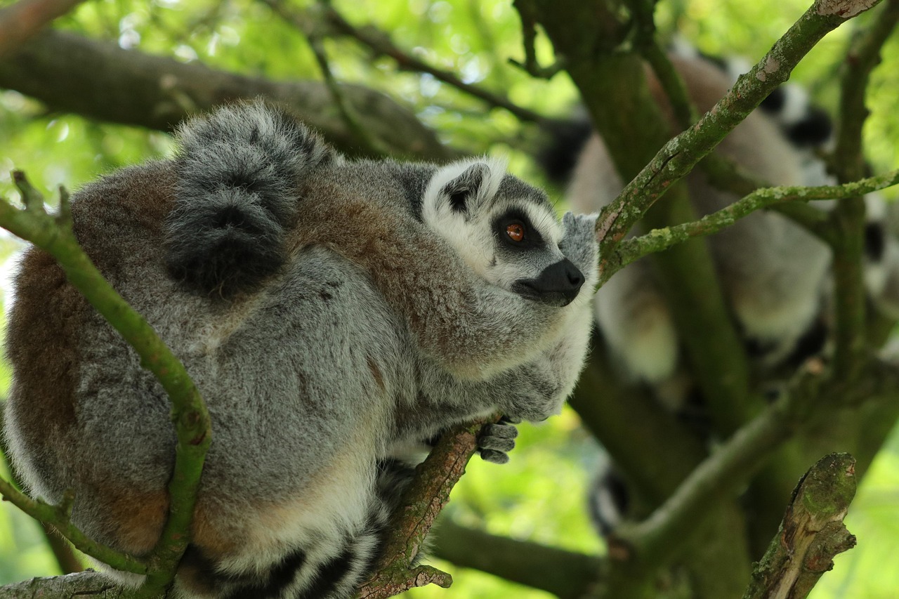 Plus de 100 000 images de Lemur Art et de Art - Pixabay