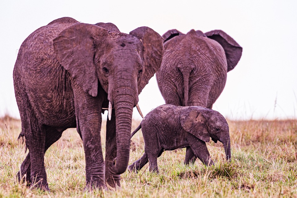 Elefantes Animales Salvajes Kenia - Foto gratis en Pixabay - Pixabay
