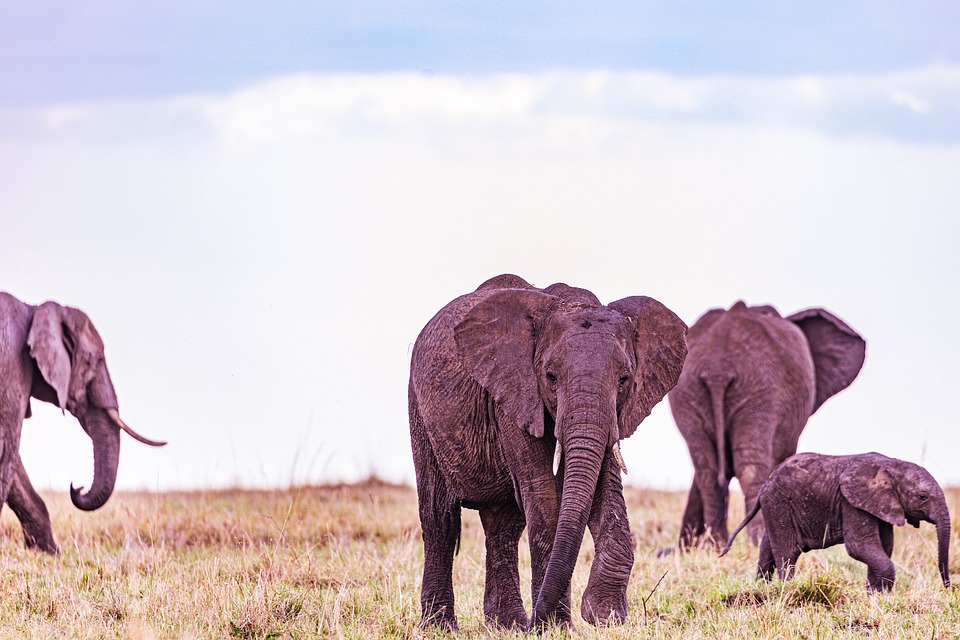 Elefantes Animales Salvajes Kenia - Foto gratis en Pixabay - Pixabay