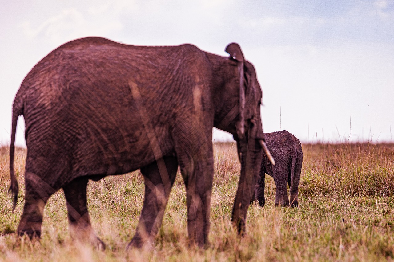 Elefant Mamifer Animal Viata - Fotografie gratuită pe Pixabay - Pixabay