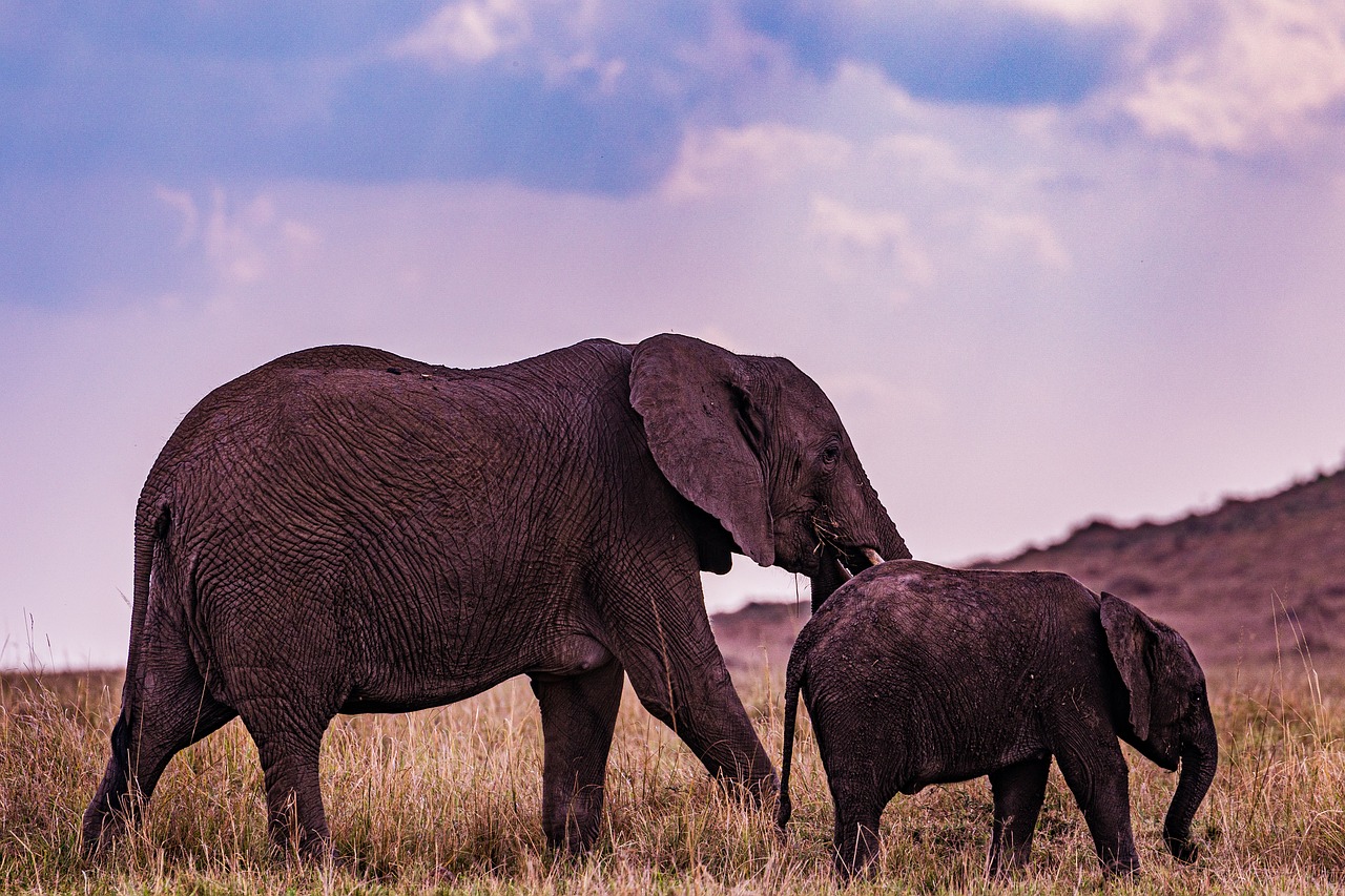 Elephants Wild Animals Kenya - Free photo on Pixabay - Pixabay
