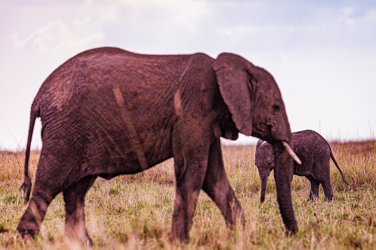 Elefantes Animales Salvajes Kenia - Foto gratis en Pixabay - Pixabay