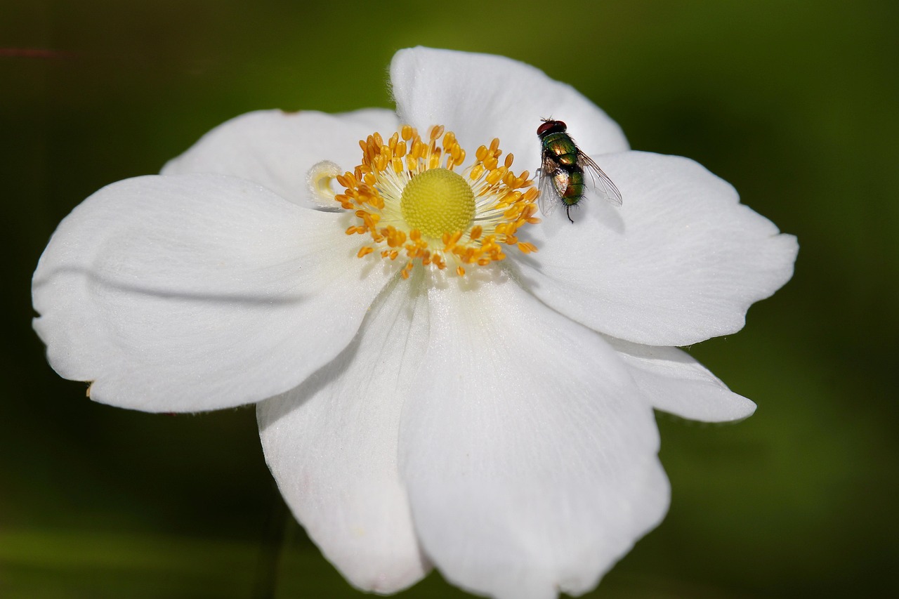 3,000+ Free Anemone & Nature Images - Pixabay
