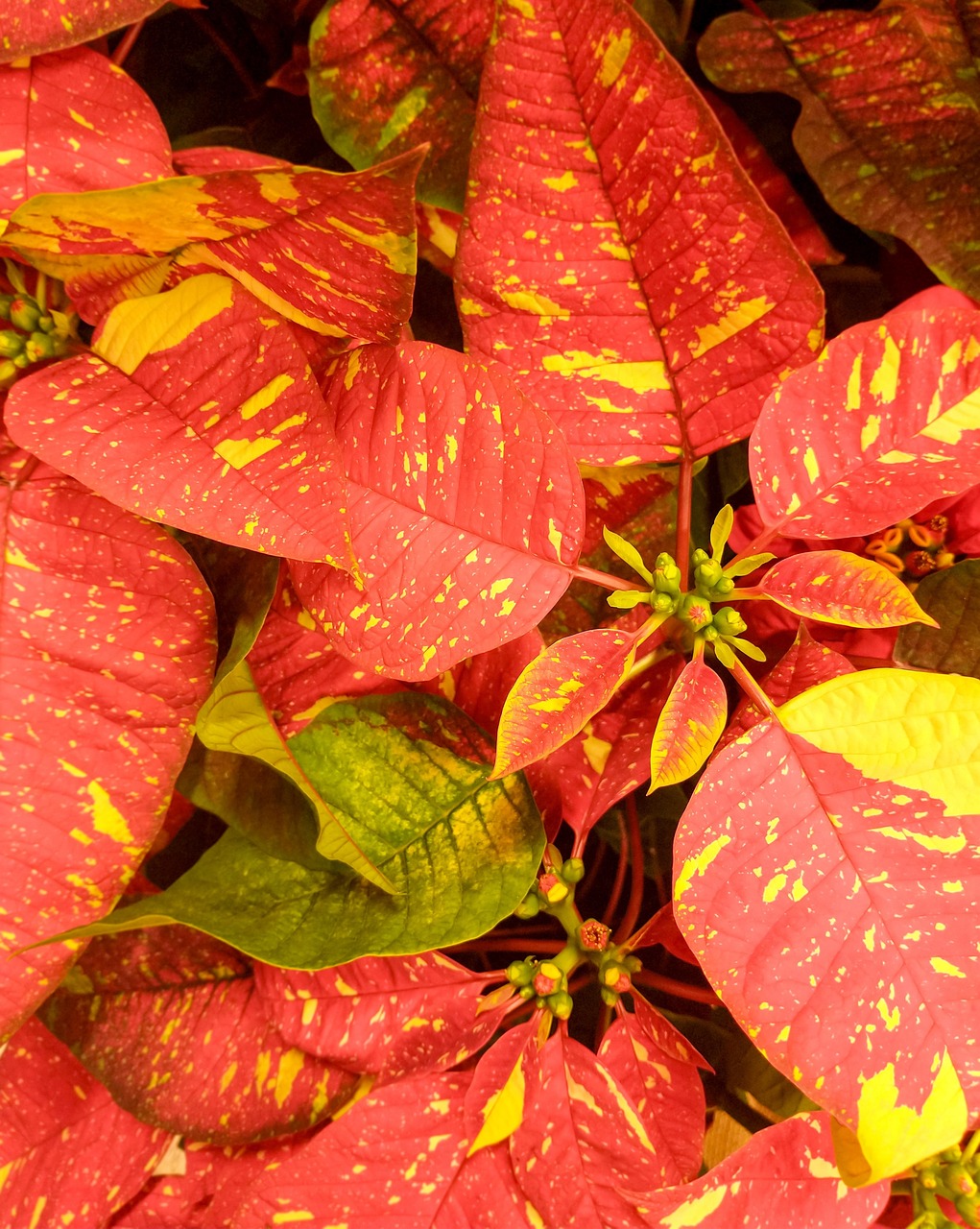 100+ Free Poinsettia Plant & Poinsettia Images - Pixabay