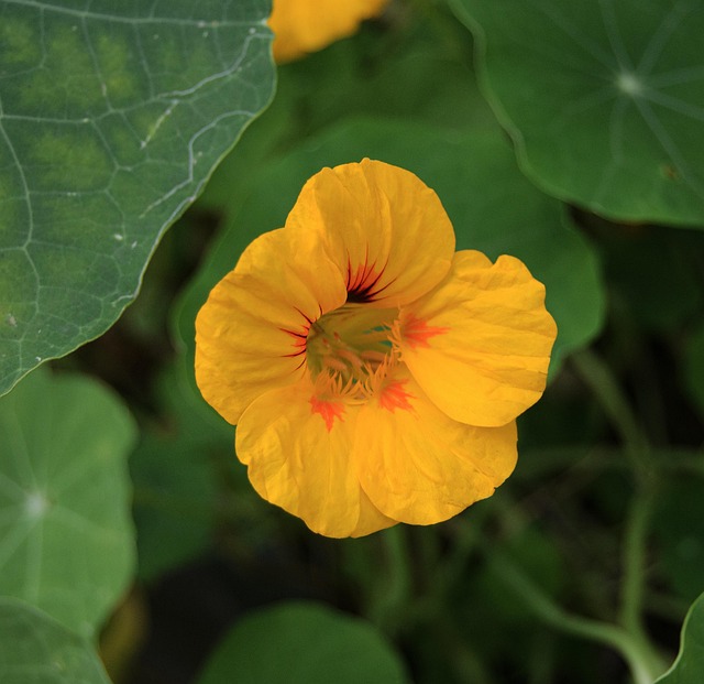 Capucine De Jardin Fleur Plantes - Photo gratuite sur Pixabay - Pixabay