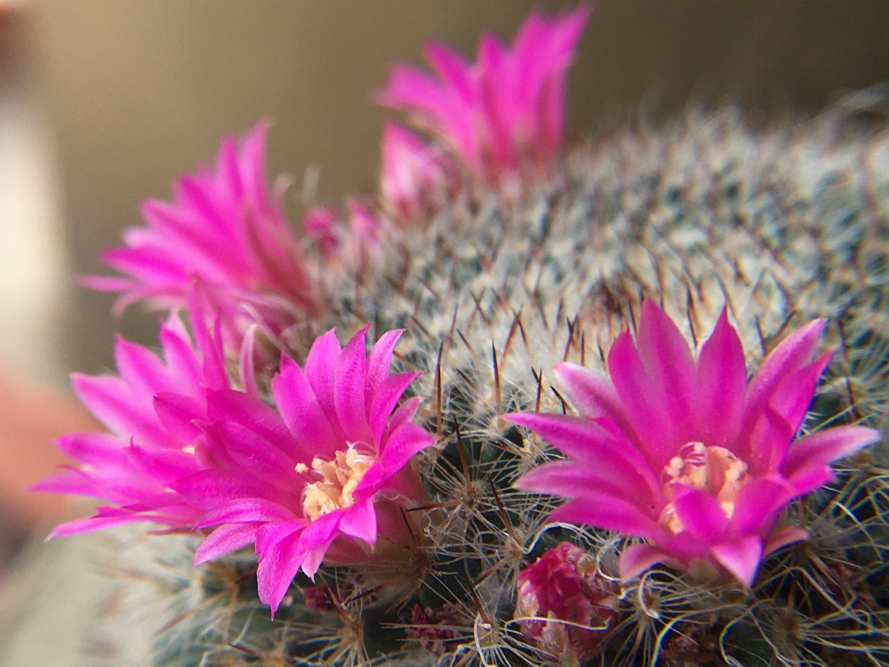 Cactus Fleurs Floraison - Photo gratuite sur Pixabay - Pixabay