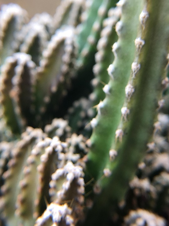 Cactus Naturel Grandir - Photo gratuite sur Pixabay - Pixabay