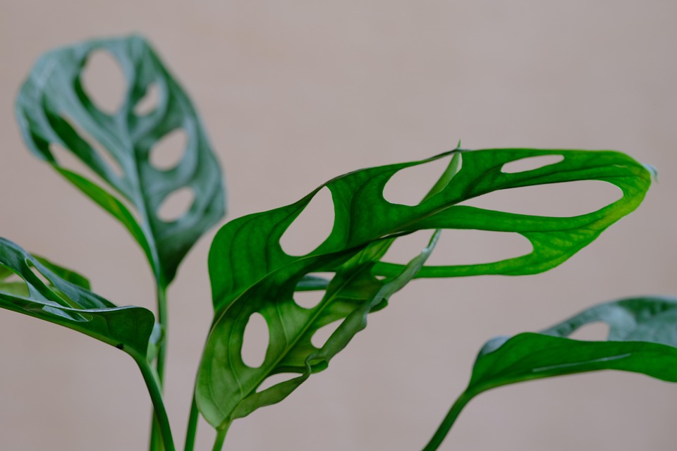 Monstera Leaves Plant - Free photo on Pixabay