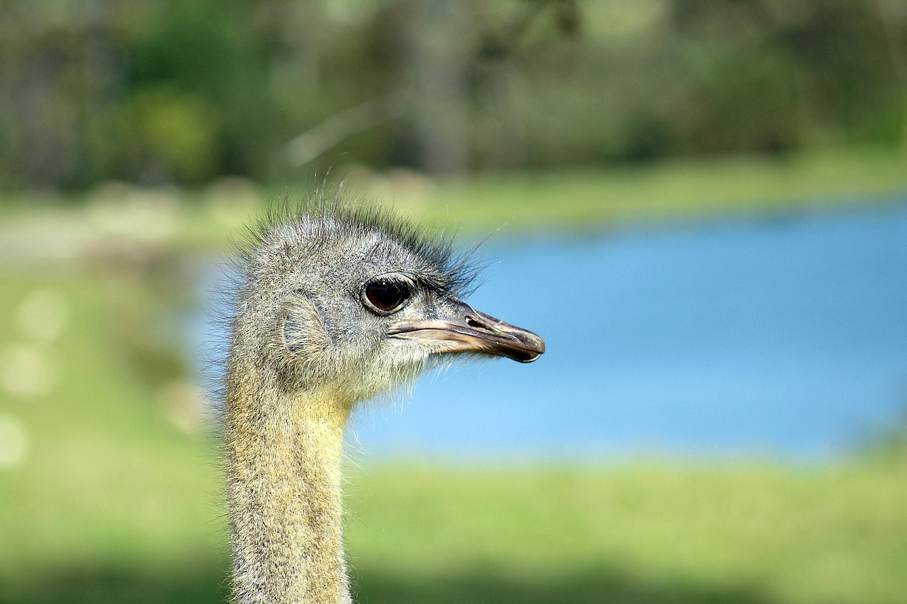 Autruche Duveteux Les Yeux Le - Photo gratuite sur Pixabay - Pixabay