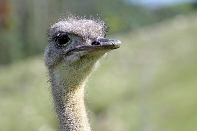Burung Unta Empuk Mata - Foto gratis di Pixabay - Pixabay