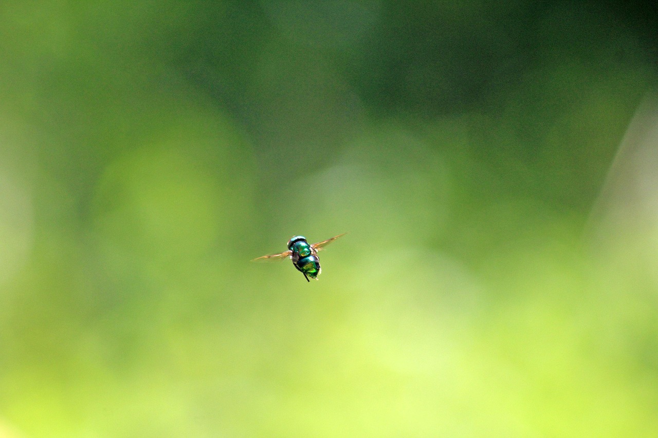 Voler Vert Vol Stationnaire - Photo gratuite sur Pixabay - Pixabay