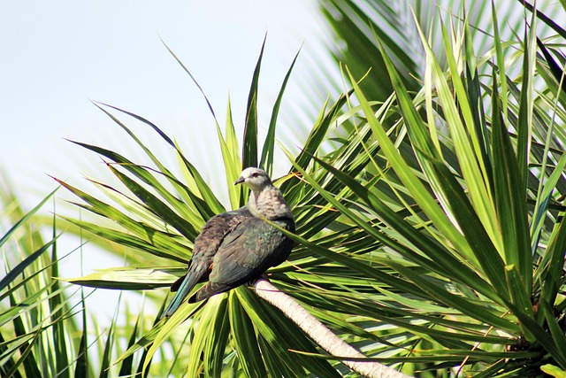 Burung Merpati Kekaisaran - Foto gratis di Pixabay - Pixabay