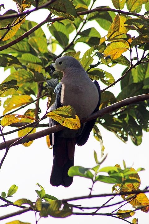Bird Imperial Pigeon - Free photo on Pixabay - Pixabay