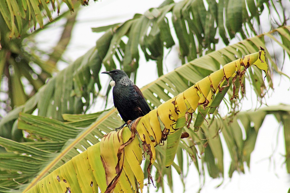 Tui New Zealand Native - Free photo on Pixabay - Pixabay