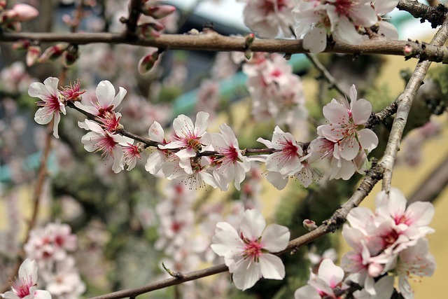 New Zealand Native Blossom - Free photo on Pixabay - Pixabay