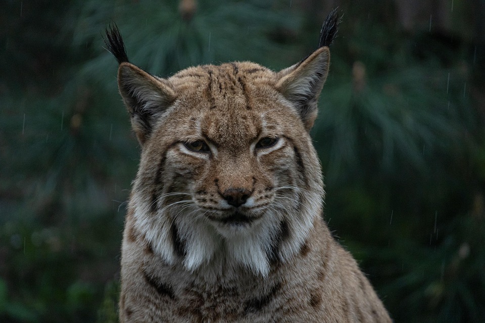 Lynx Feline Cat - Free photo on Pixabay