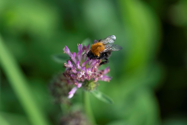 Nature Bee Pollination - Free photo on Pixabay - Pixabay
