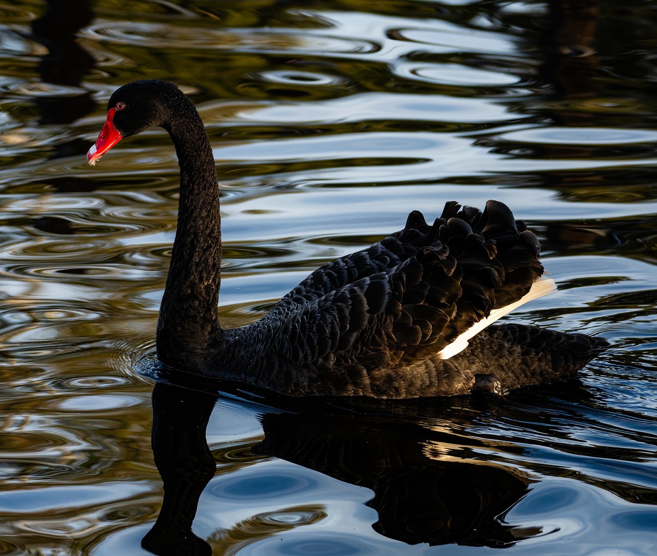 Black Swan Australian - Free photo on Pixabay